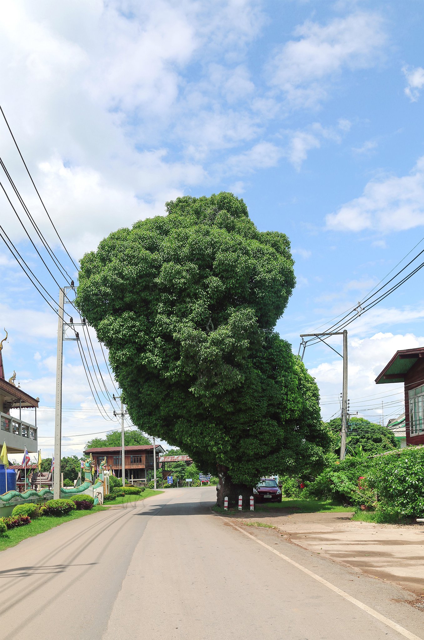 วาเลนไทน์สีเขียว - Trawell